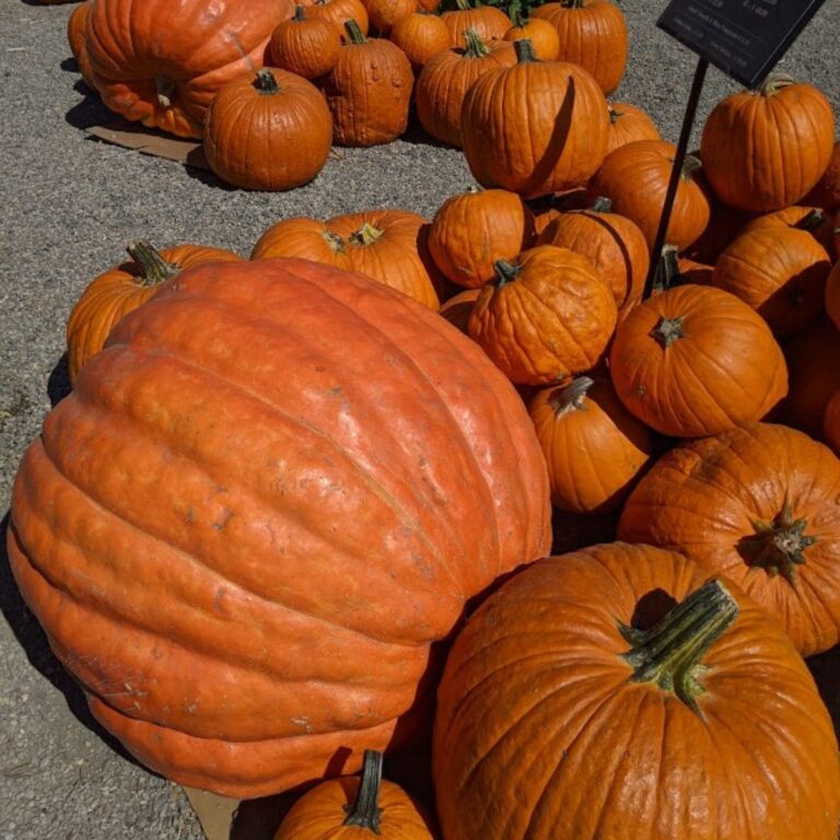 Fall Events In and Around OC | Enjoy OC