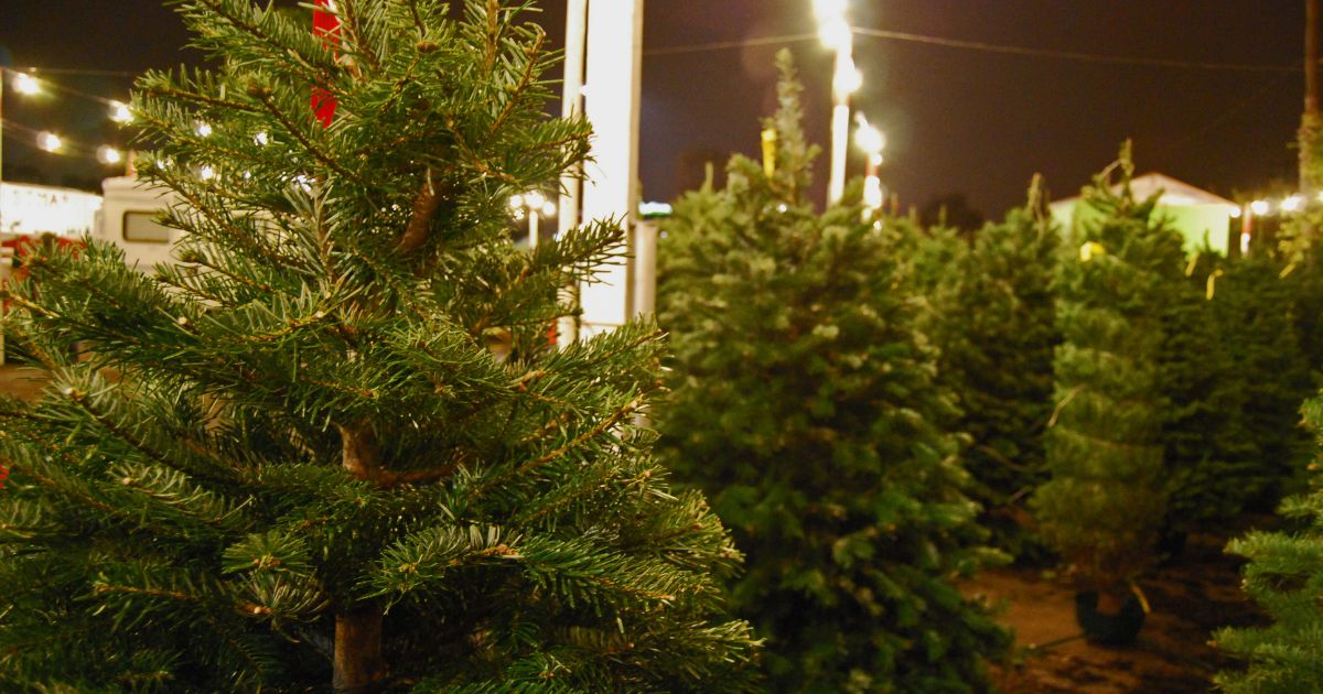 Best Places To Get A Christmas Tree | Enjoy OC