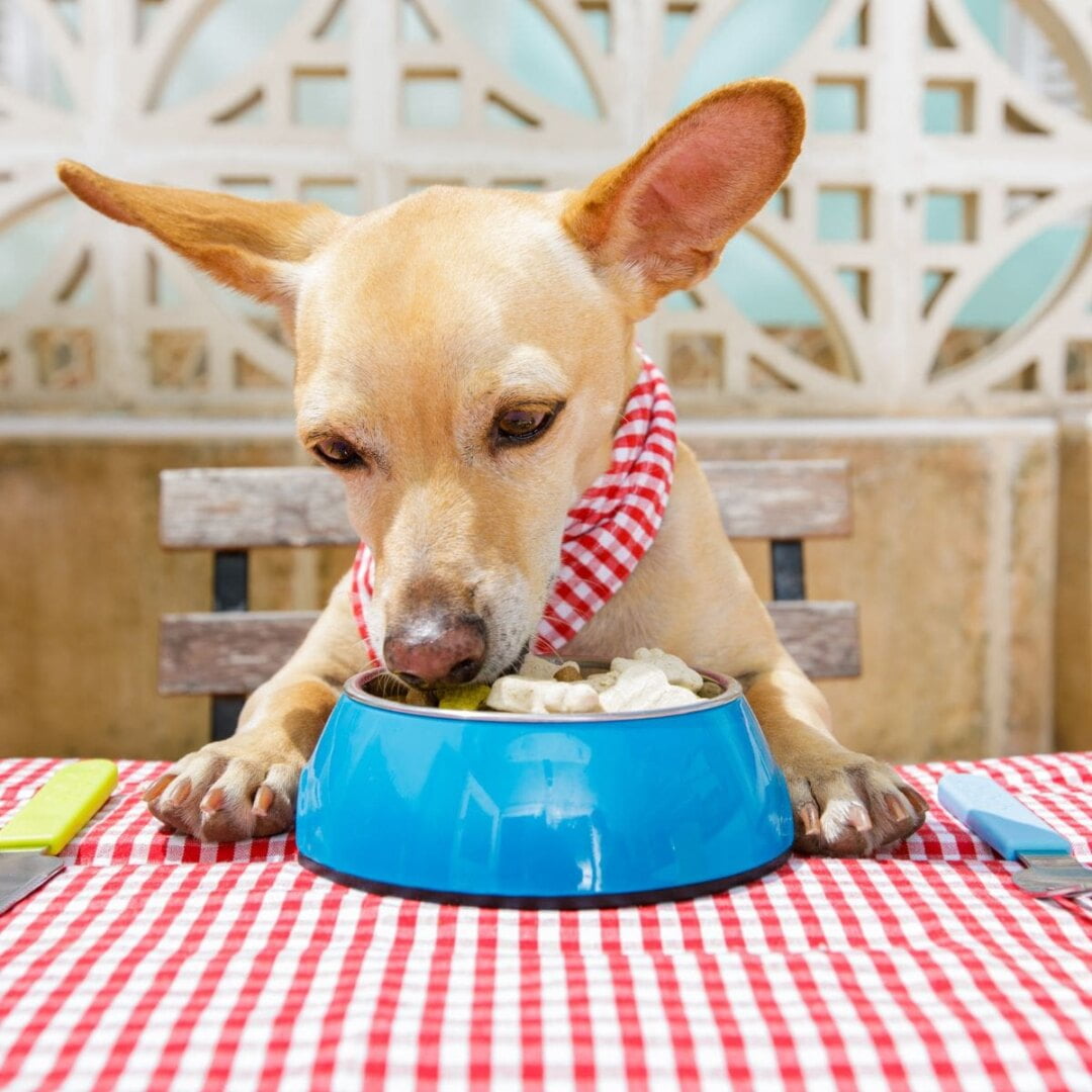Where To Find Secret Menus For Dogs | Enjoy OC