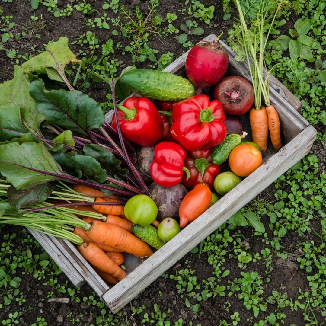 California Vegetable & Fruit Seasons | Enjoy OC