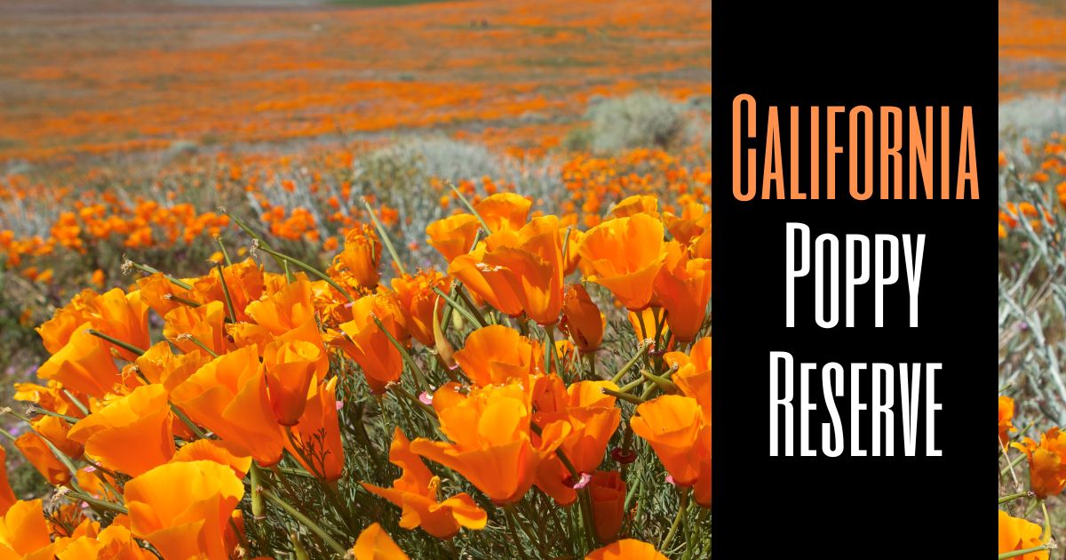 California Poppy Reserve | Enjoy OC